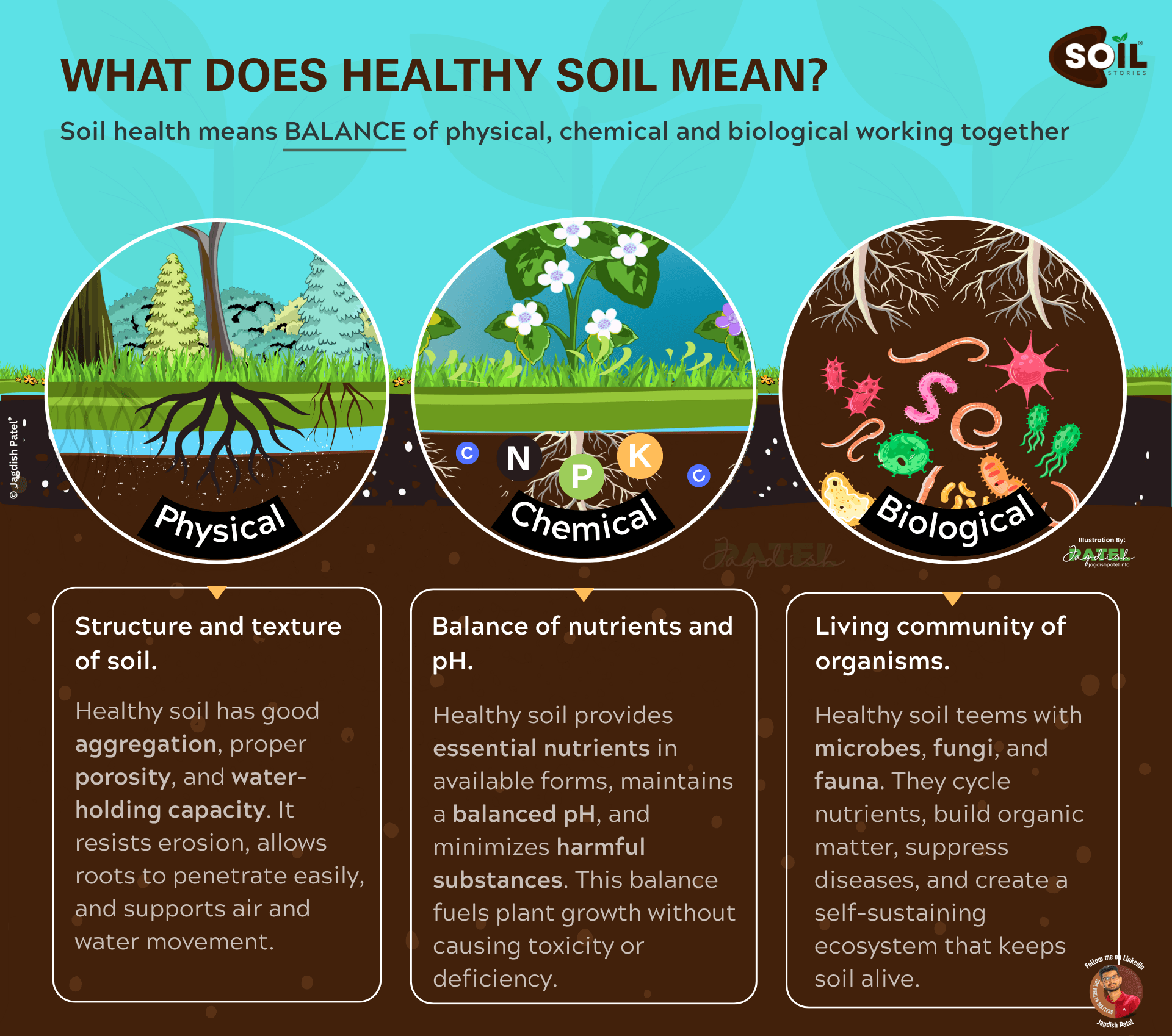 Ultimate Guide to Healthy Soil: 7 Powerful Secrets That Transform Your ...
